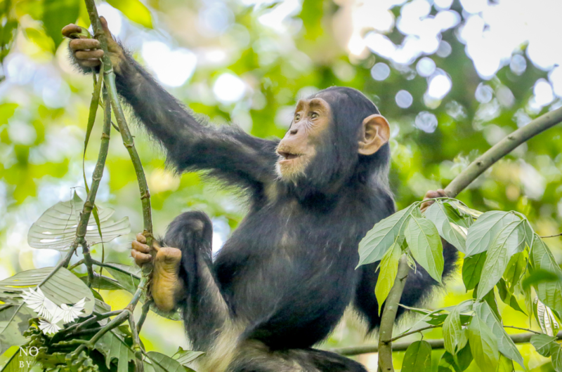 Celebrating World Chimpanzee Day » crossculturalfoundation.or.ug